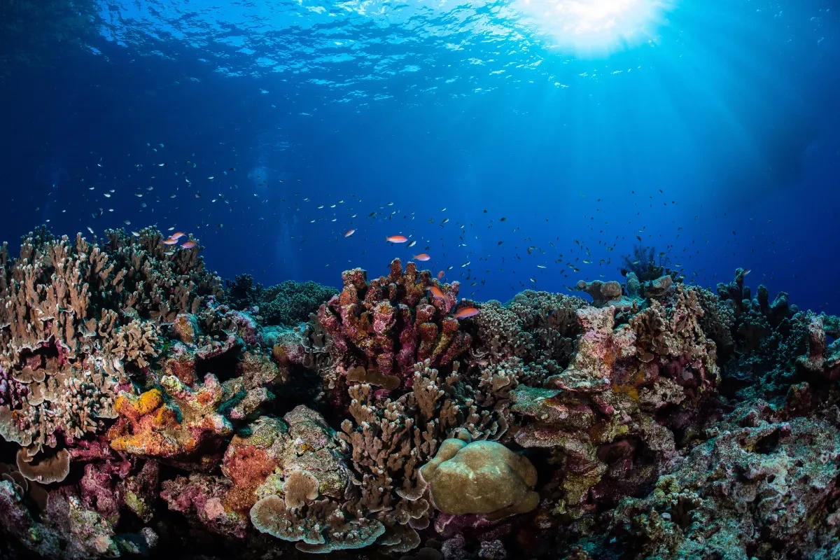 What is coral, and why are coral reefs important? | Ocean Science