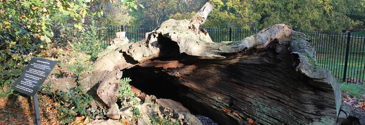 Queen Elizabeth's Oak: a tree of legend | Royal Museums Greenwich